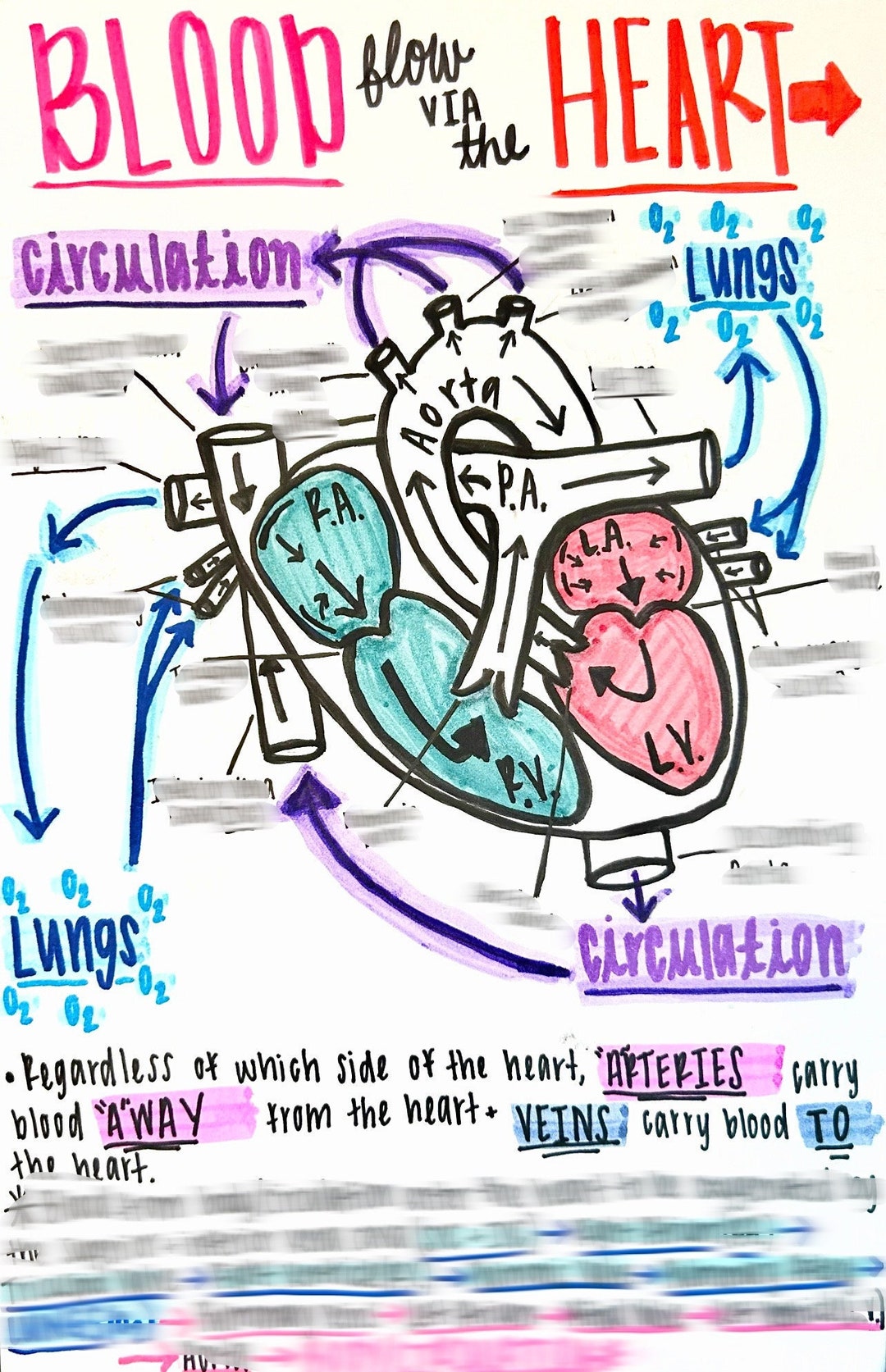 Heart Blood Flow DIGITAL DOWNLOAD - Etsy