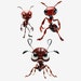 Funny Ants Clipart - Download Here and Join the Laughter! PNG, Cartoon ...