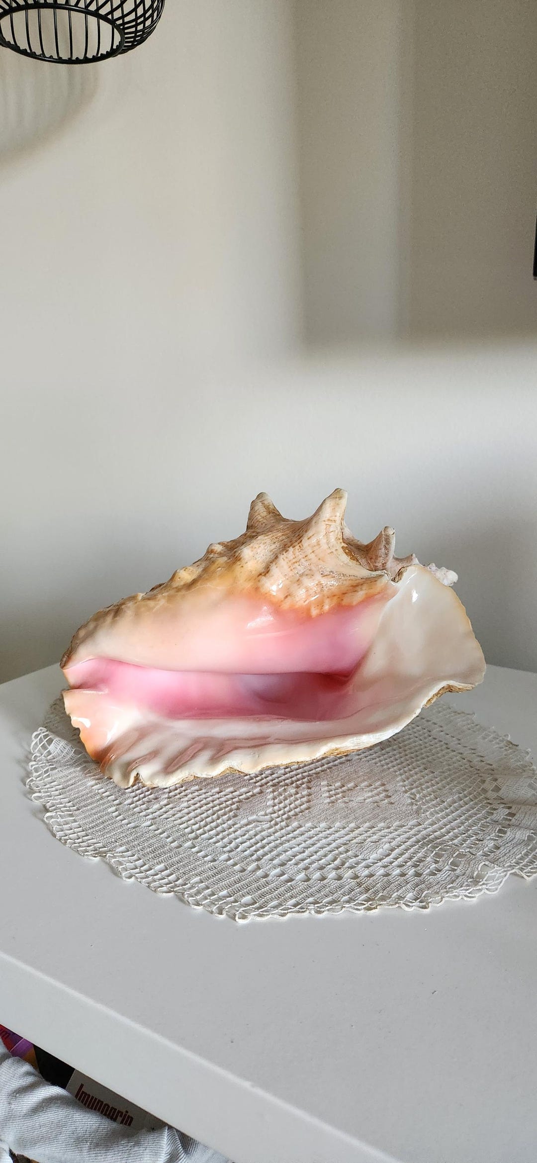 Huge Queen Conch Sea Shell - Etsy