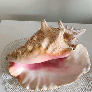 Huge Queen Conch Sea Shell - Etsy