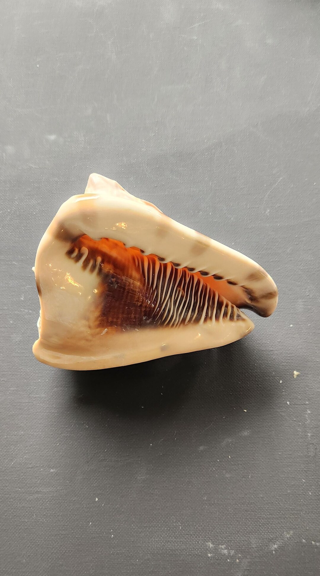 King Helmet Conch Shell - Etsy