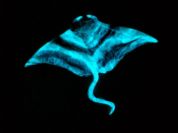 Vampire Squid Glowing In The Dark