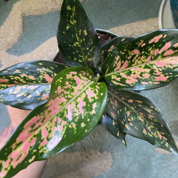 Chinese Evergreen Aglaonema - Etsy