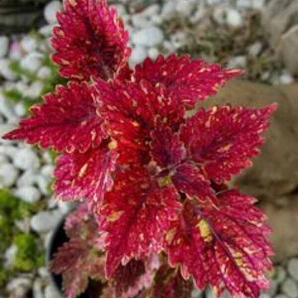 Coleus Seeds - Etsy Sweden