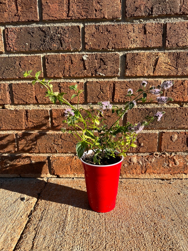 Variegated Peppermint (mentha Piperita 'variegata') 1qt Pot ***june ...