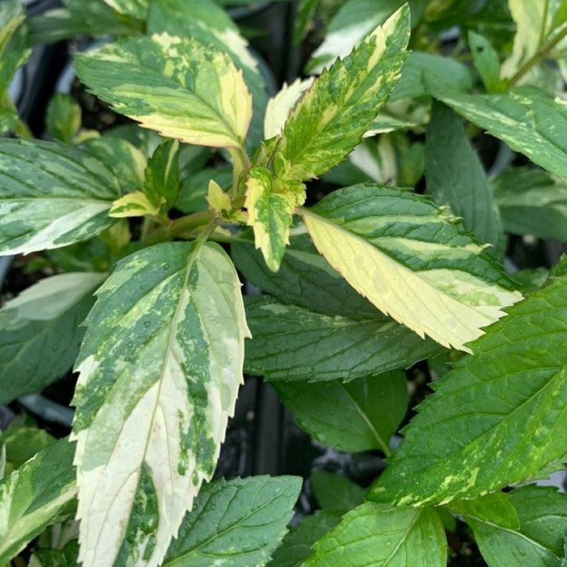 Variegated Peppermint (mentha Piperita 'variegata') 1qt Pot ***june ...