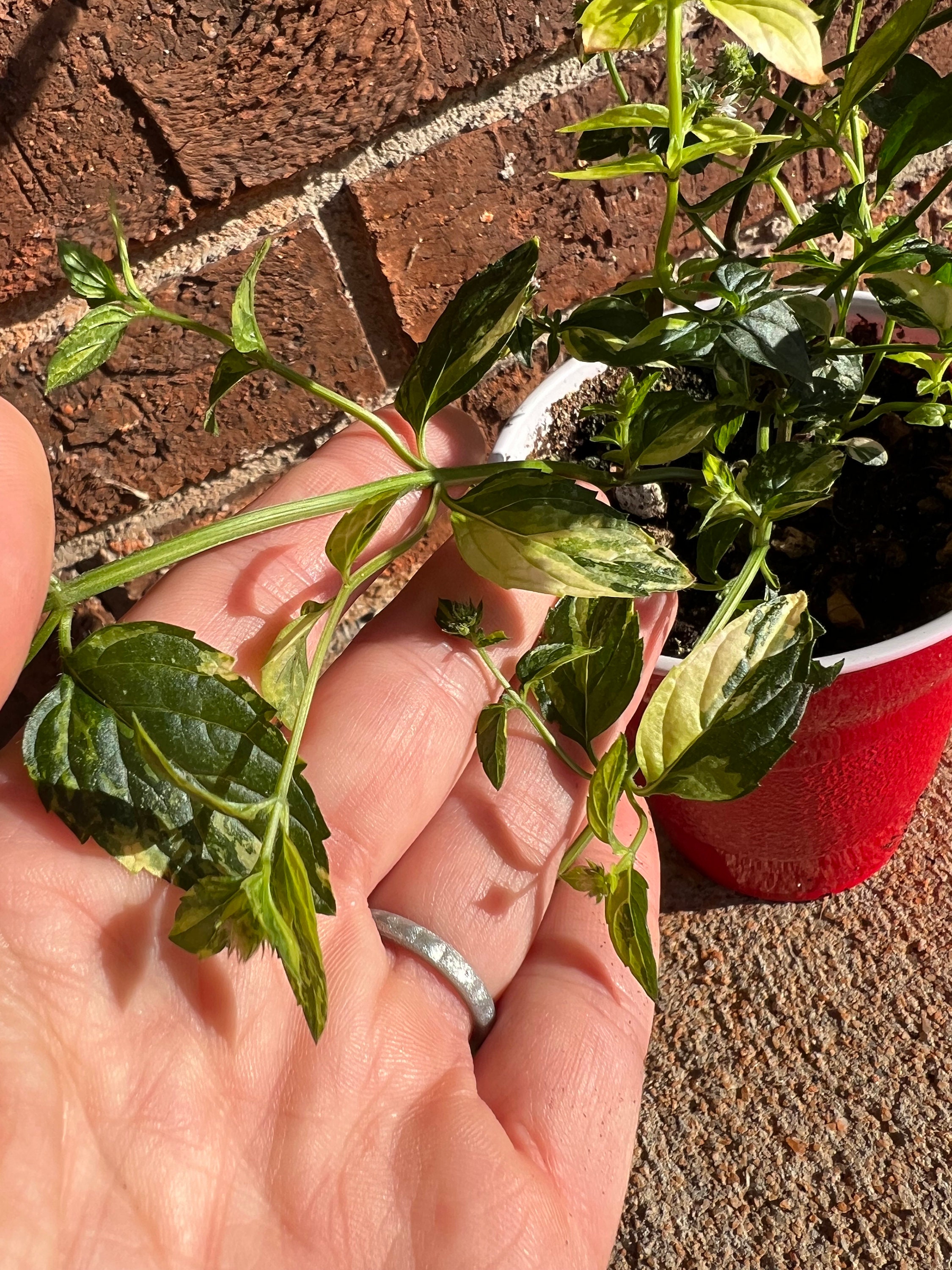 Variegated Peppermint (mentha Piperita 'variegata') 1qt Pot ***june ...