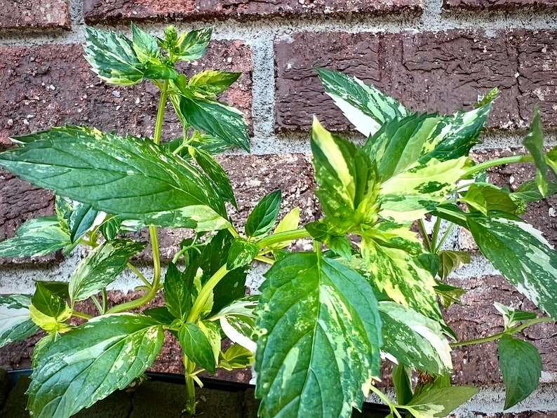 3 Variegated Peppermint (mentha Piperita 'variegata') Rooted Cutting ...