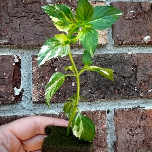 3 Variegated Peppermint (mentha Piperita 'variegata') Rooted Cutting ...