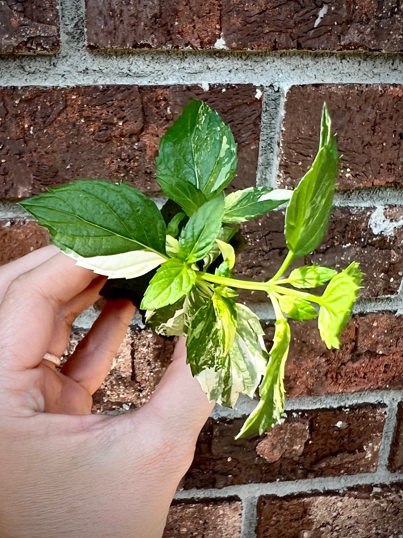 3 Variegated Peppermint (mentha Piperita 'variegata') Rooted Cutting ...