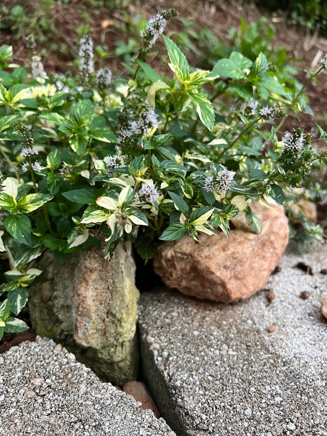 3 Variegated Peppermint (mentha Piperita 'variegata') Rooted Cutting ...