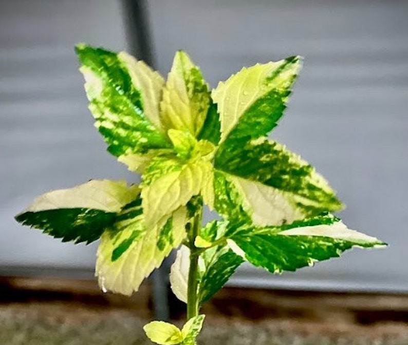 3 Variegated Peppermint (mentha Piperita 'variegata') Rooted Cutting ...