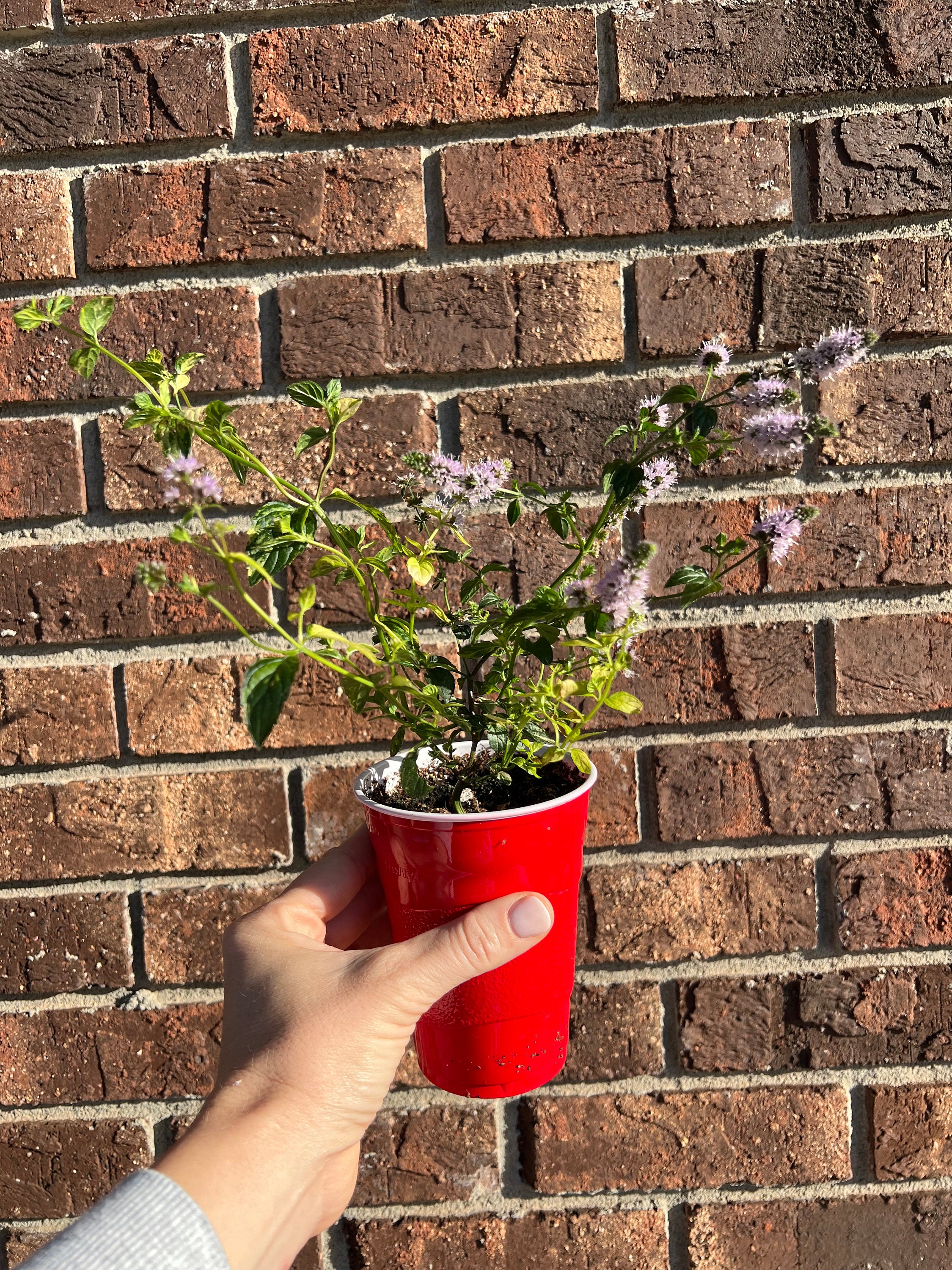 Variegated Peppermint (mentha Piperita 'variegata') 1qt Pot ***june ...