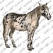 Appaloosa Horse Png Horse Png Horse Png Sublimation Design - Etsy