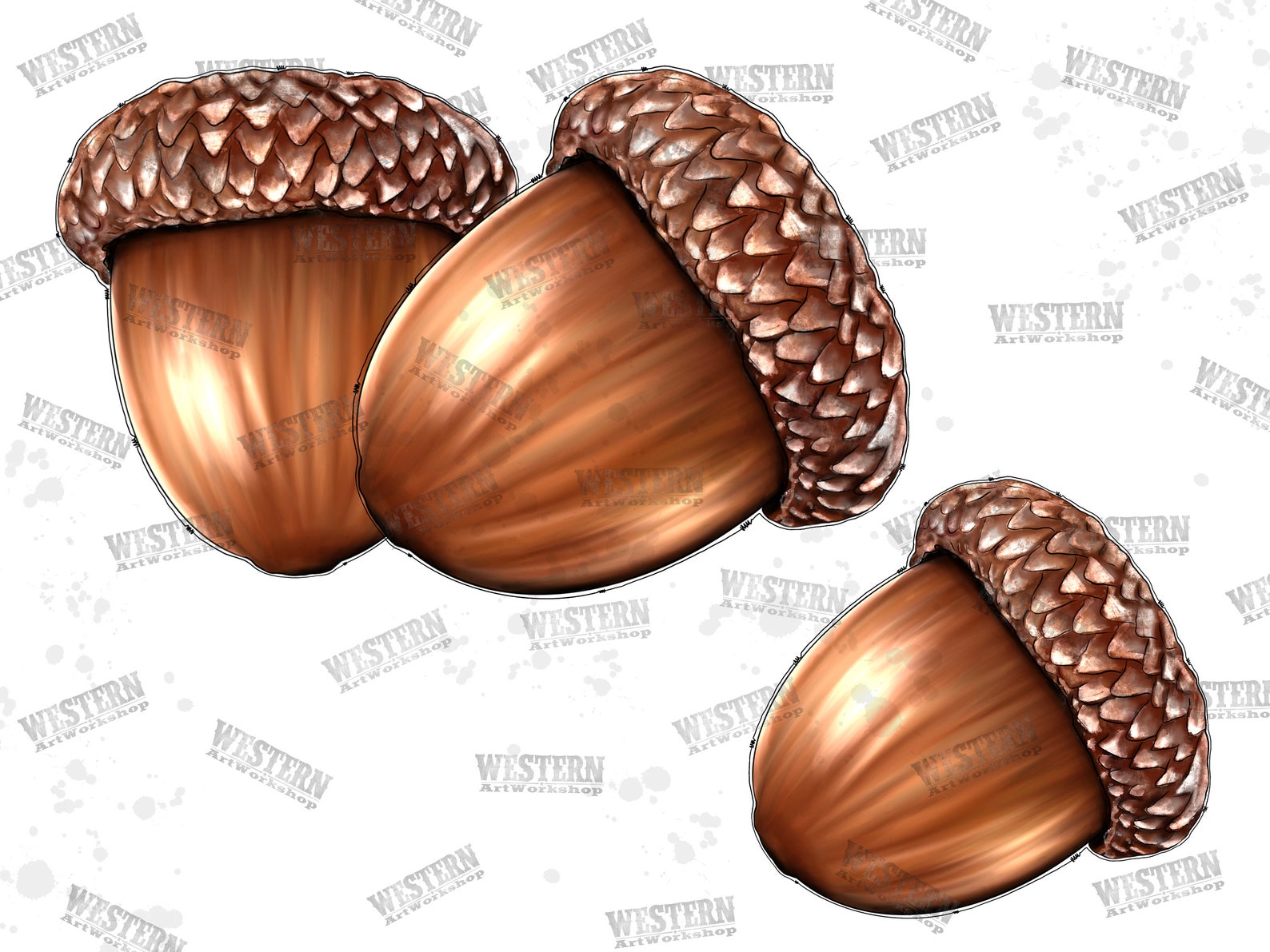 Acorns Png Sublimation Png Thanksgiving Png Fall Png Acorn - Etsy