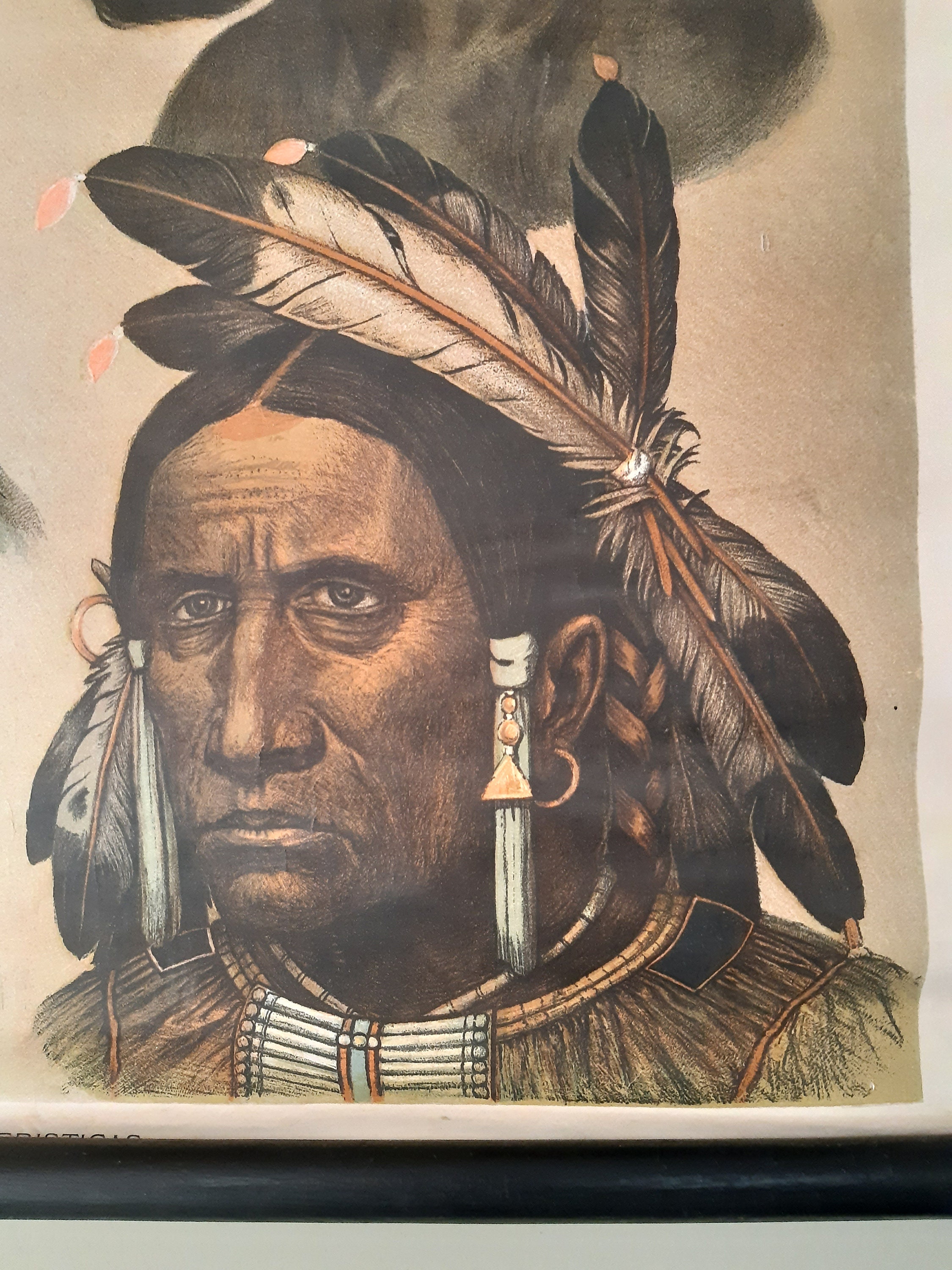 RARE Old Poster,the Five Human Races,vintage Educational Poster,early ...