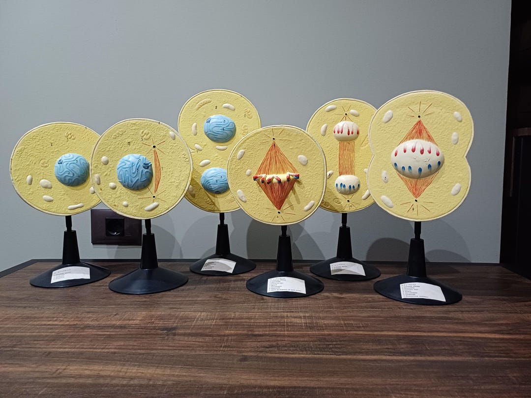 Vintage Kit - the Six Stages of Human Cell Division, Set of Six School ...