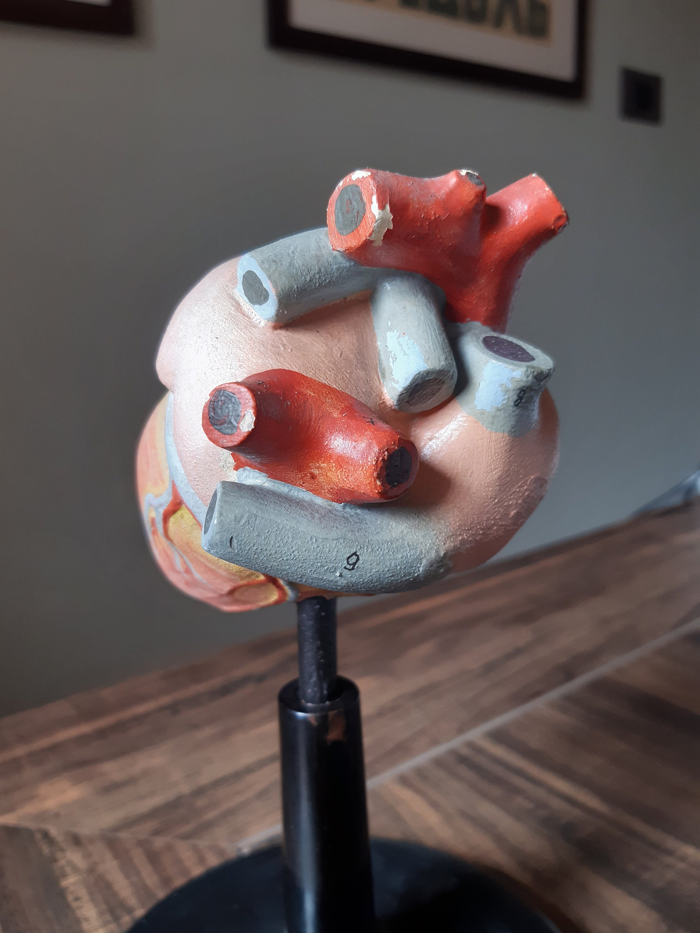 Old Vintage Model of Heart 60',gipsum Heart,old Biological Model of ...
