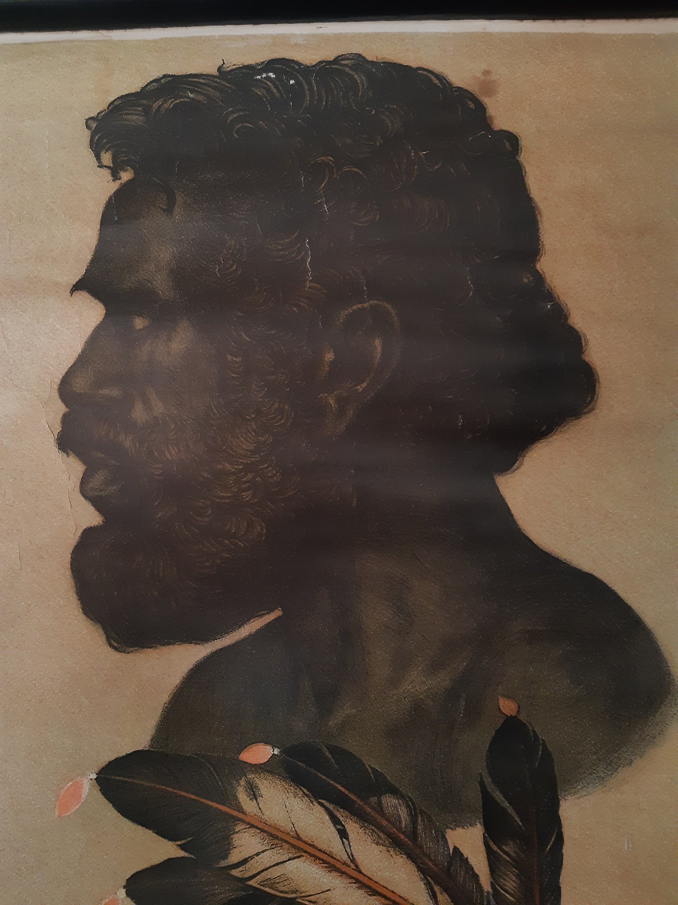 RARE Old Poster,the Five Human Races,vintage Educational Poster,early ...