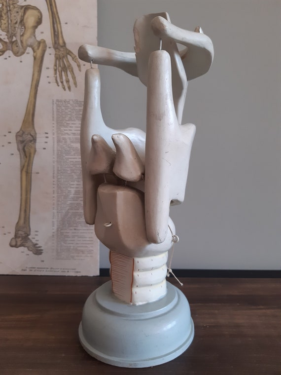 Larynx-vintage Plaster Anatomical Model Educational Model 60 | Etsy
