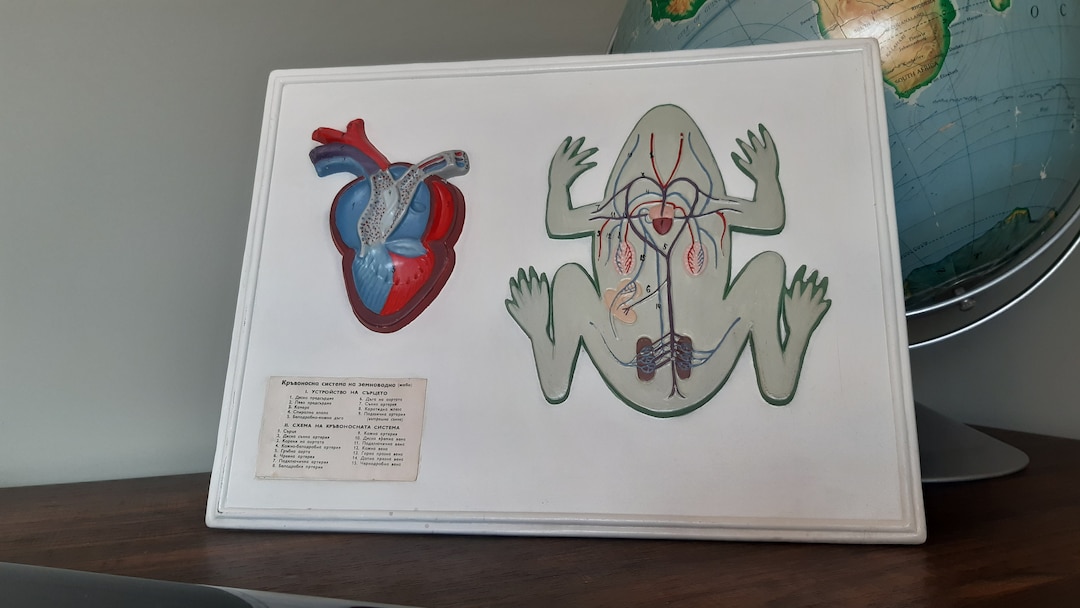 Vintage Relief Hand Painted Wallboard 60',anatomical Frog Model ...