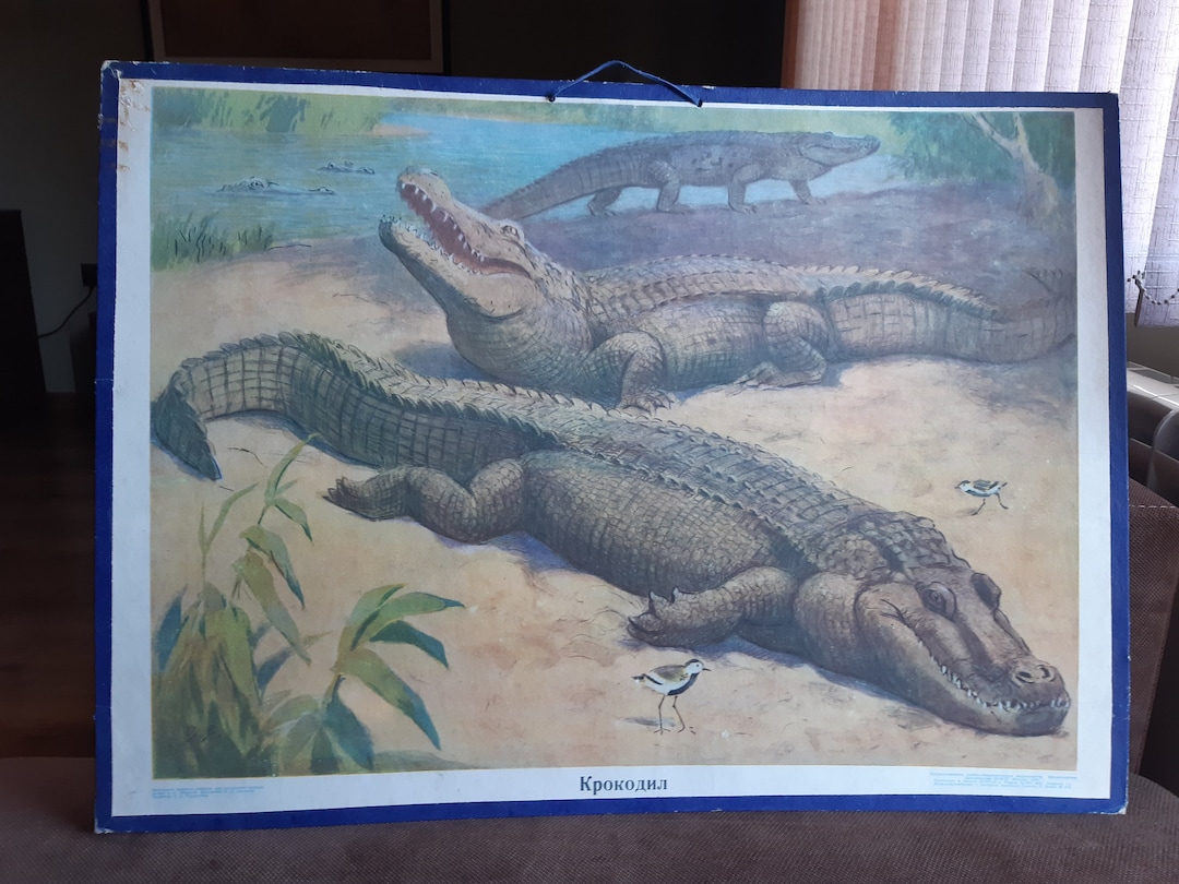 1958 vintage Wall Board, Crocodiles, Poster on Hardboard, vintage ...