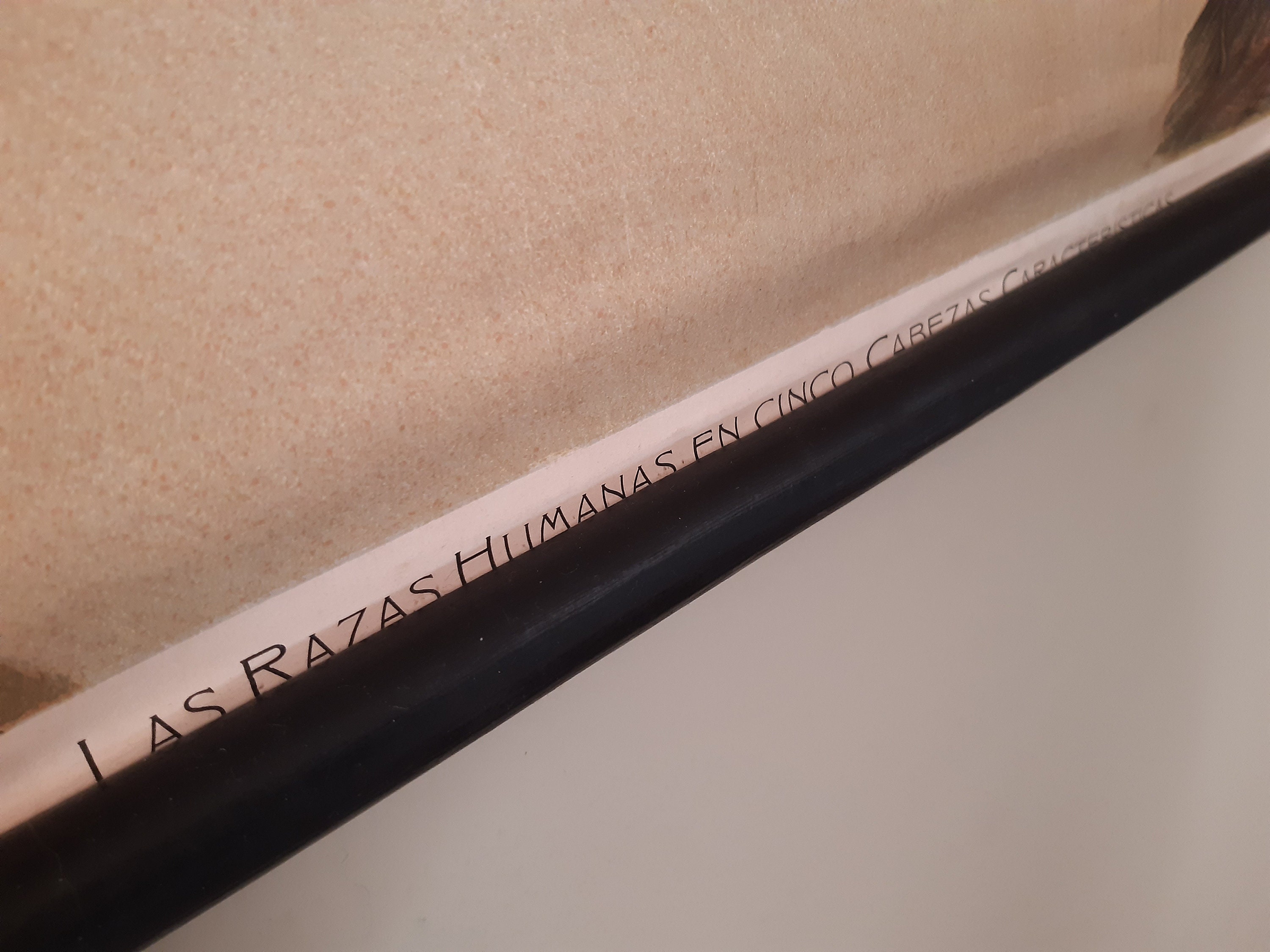 RARE Old Poster,the Five Human Races,vintage Educational Poster,early ...