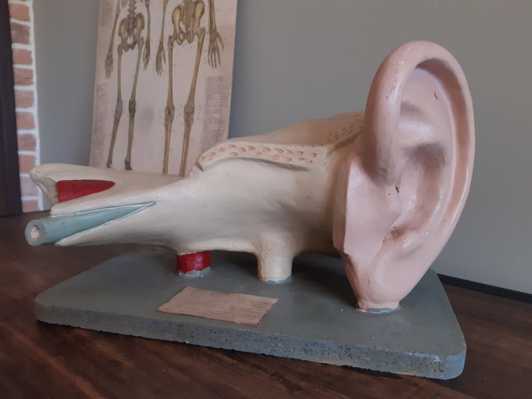 Old Plaster Anatomical Model of the Ear 60's, Vintage Educational ...
