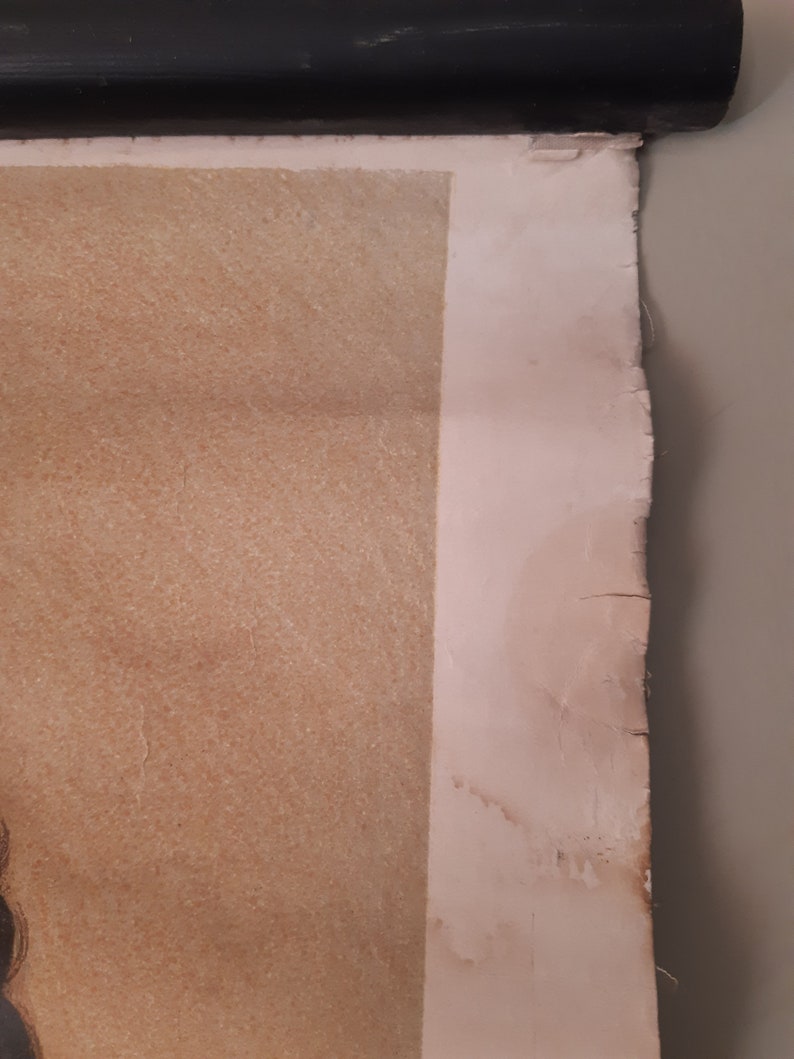 RARE Old Poster,the Five Human Races,vintage Educational Poster,early ...