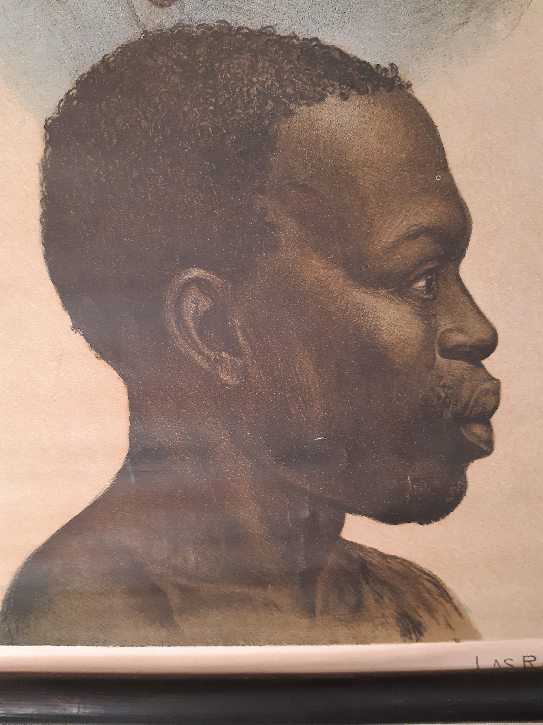 RARE Old Poster,the Five Human Races,vintage Educational Poster,early ...