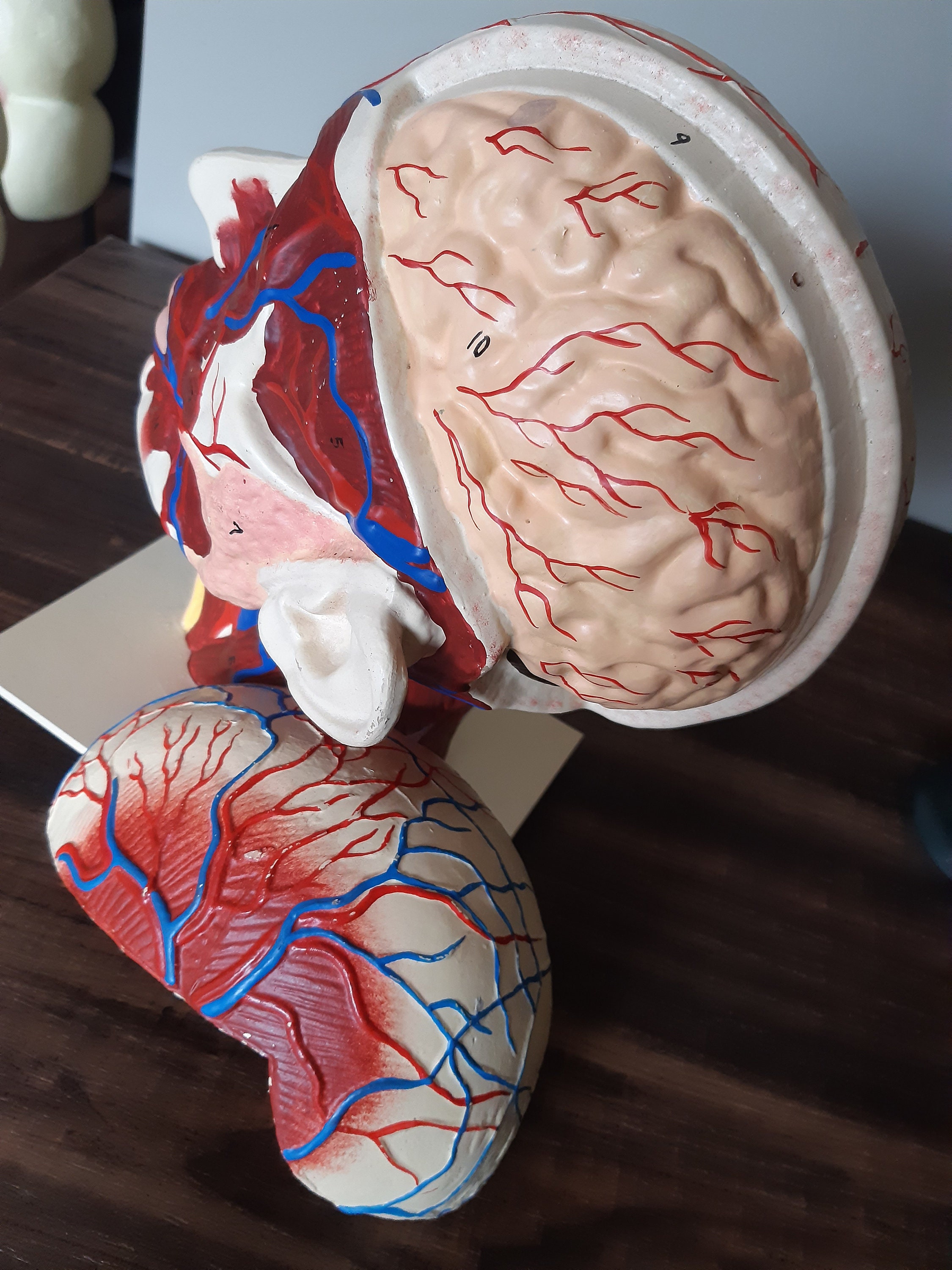 Old Vintage 60' Human Head Anatomical Model, Sectional Human Head ...