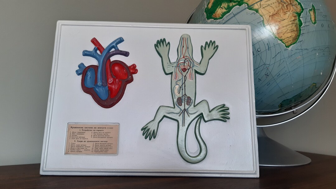 Vintage Relief Hand Painted Wallboard 60',anatomical Lizard Model ...
