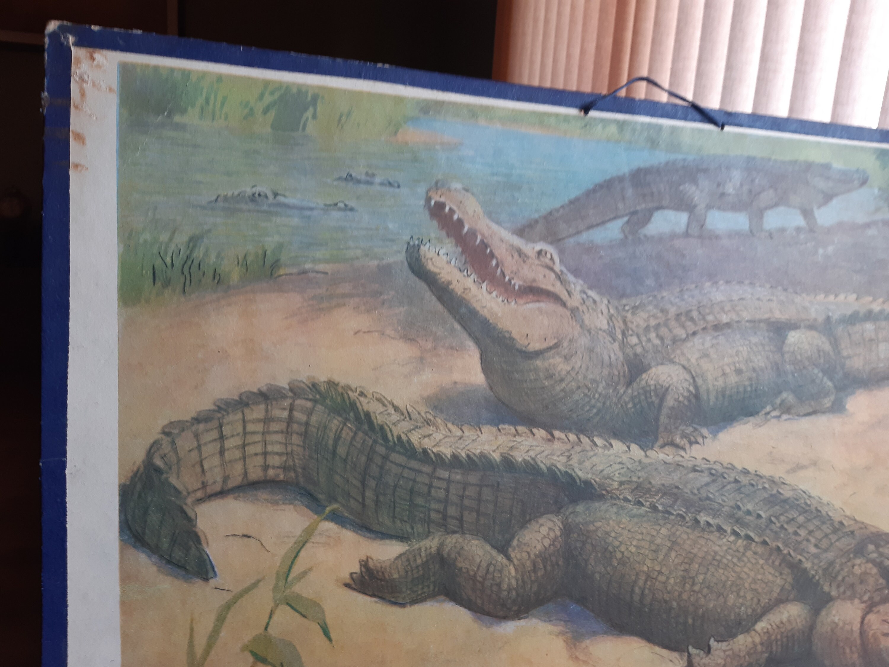 1958 vintage Wall Board, Crocodiles, Poster on Hardboard, vintage ...