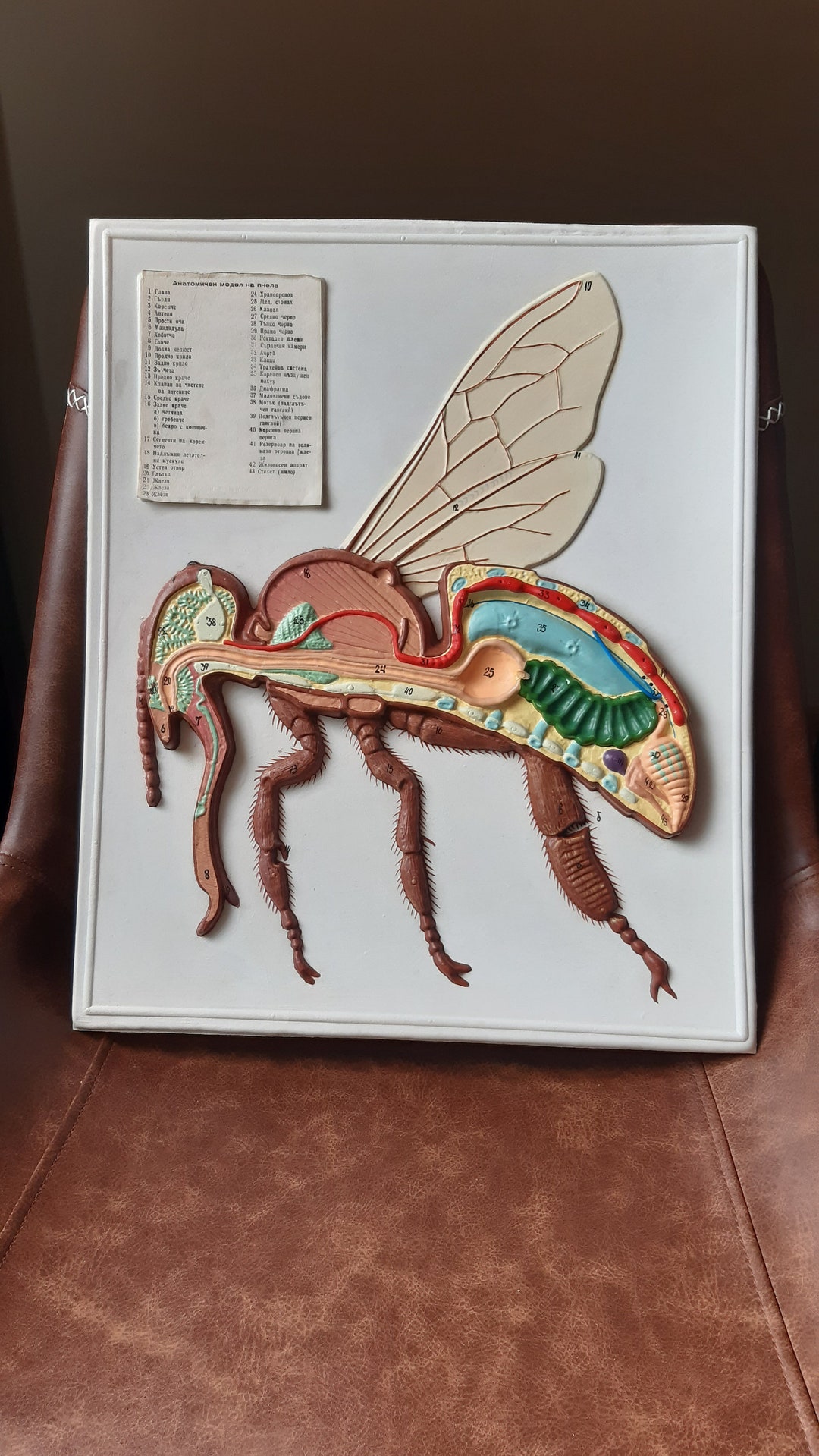 Vintage Anatomical Model of a Bee, Educational Board, Wall School Board ...