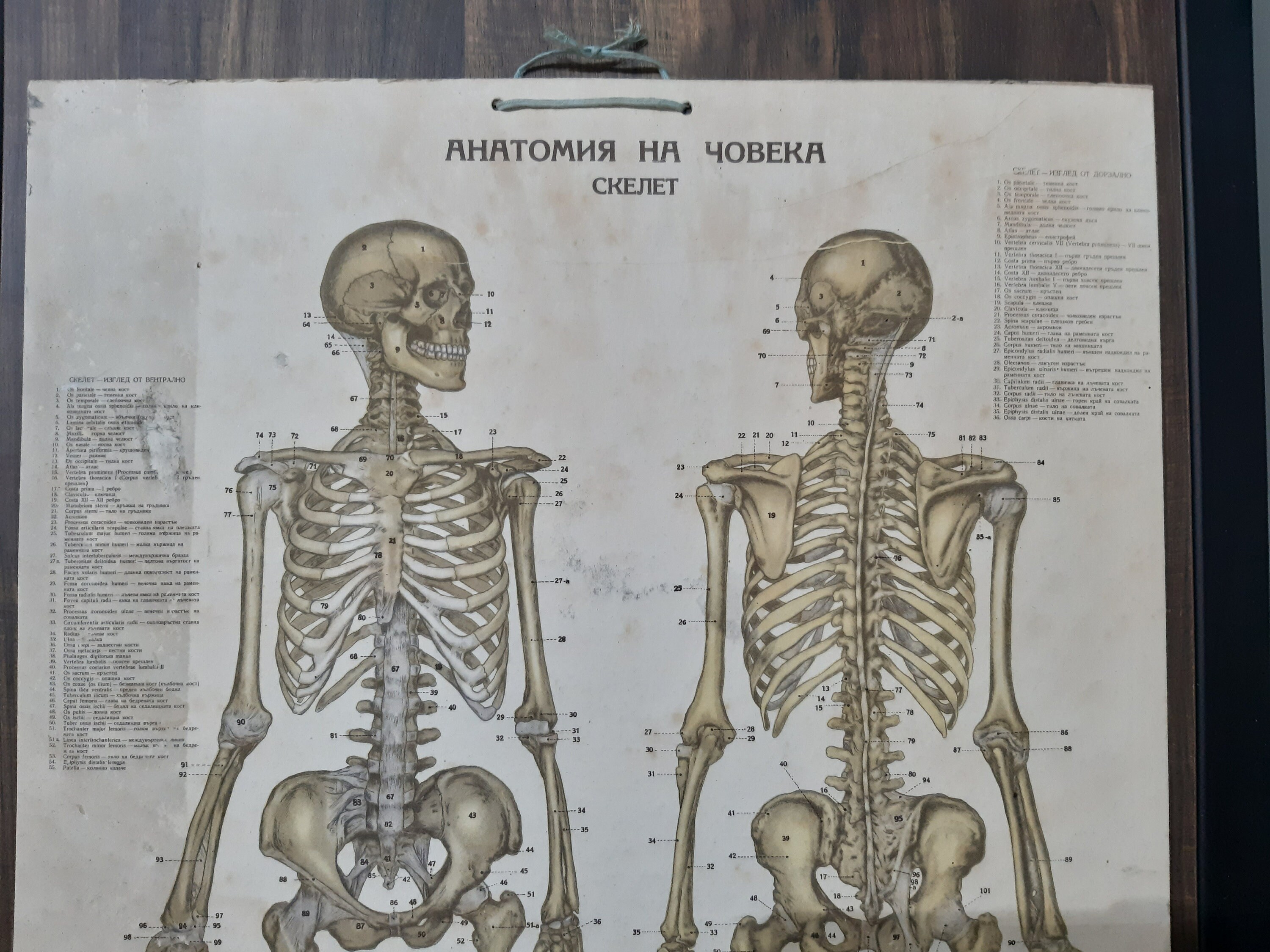 Vintage Two Face Anatomy Board 60',old Medical Anatomy Wall Dekor - Etsy