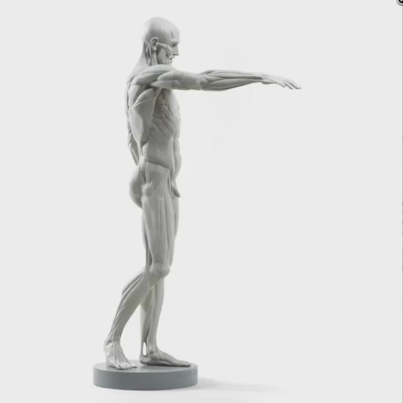 Human Anatomy, 3D Printed Resin, 16K, Hand-painted, 1/12, 194mm - Etsy