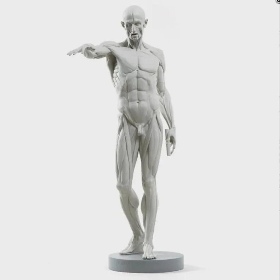 Human Anatomy, 3D Printed Resin, 16K, Hand-painted, 1/12, 194mm - Etsy