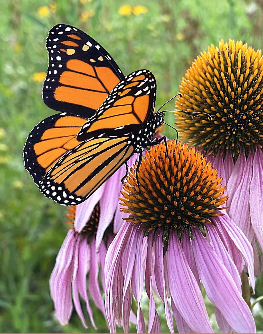 Misty Dawn Nature Photography- 8 X 10 Print of Monarch With Coneflowers ...
