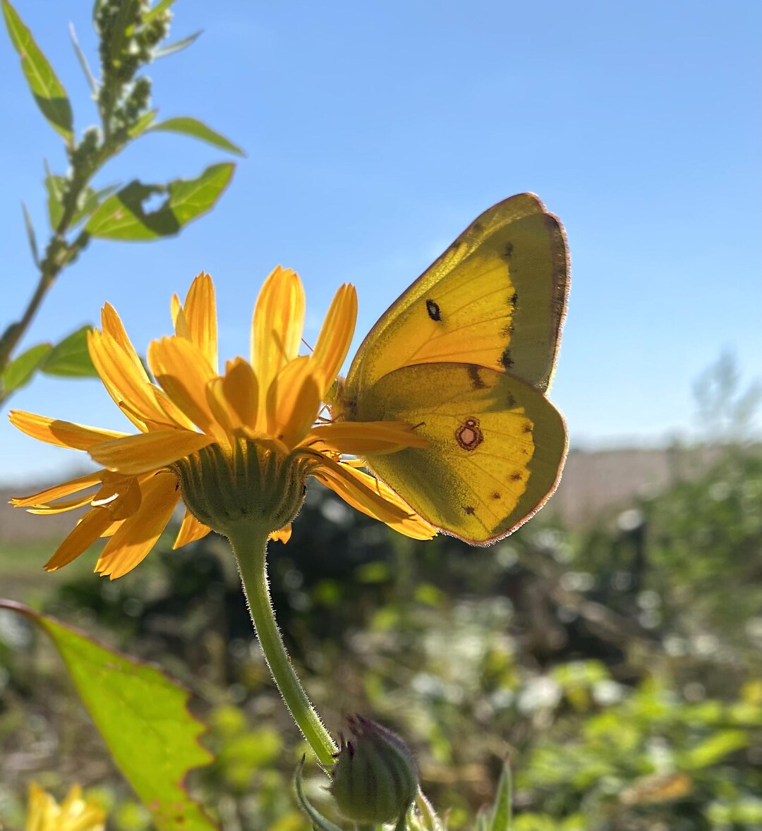 Yellow Butterfly Photography Print: Sulphur Butterfly on Flower (8x10 ...