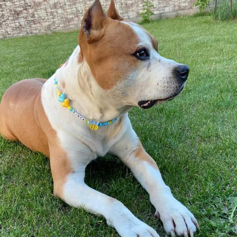 Unique Dog Collar - Etsy