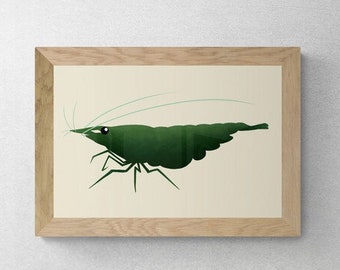 Neocaridina Shrimp Poster - Etsy
