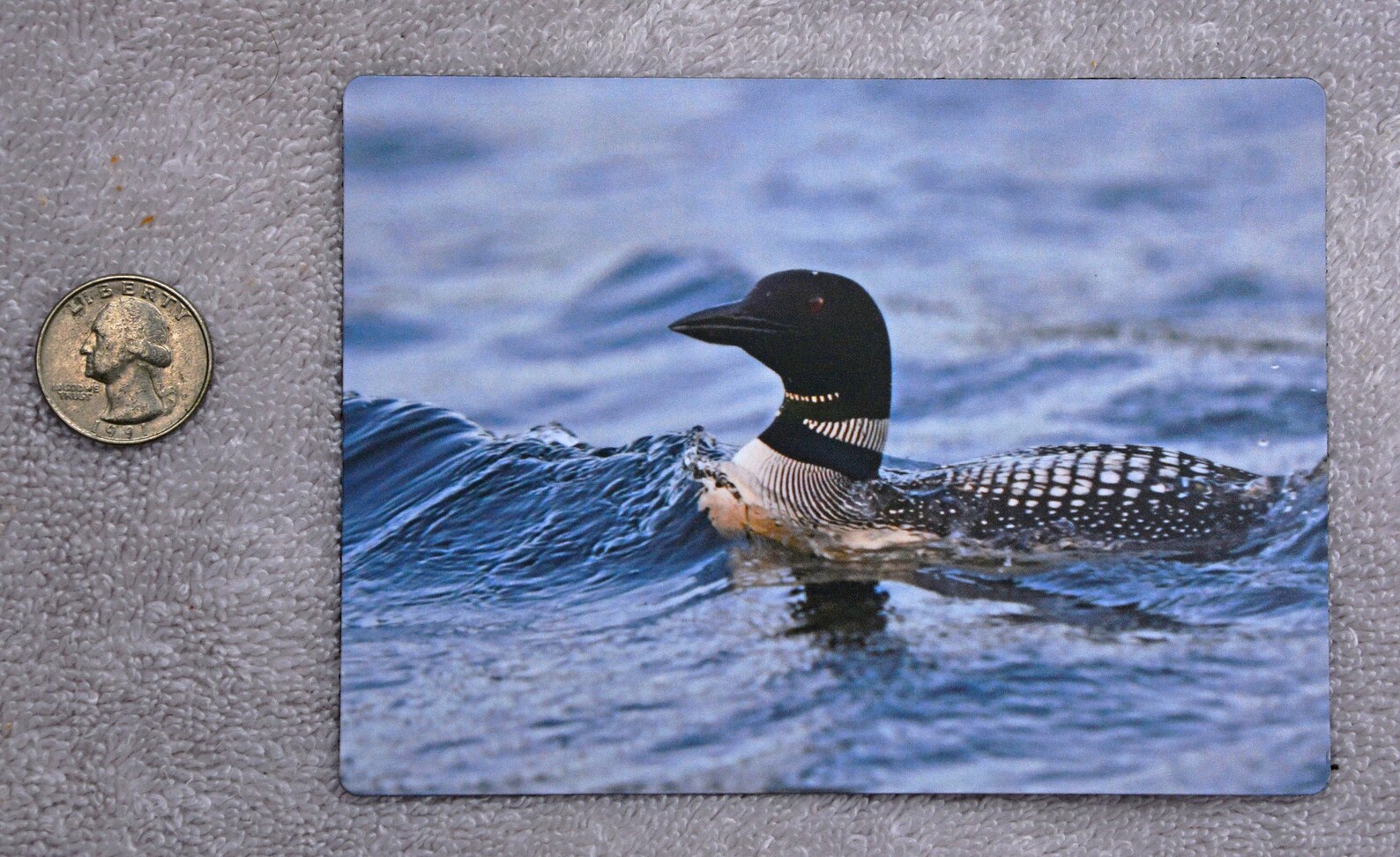 Adirondack Loon - Etsy