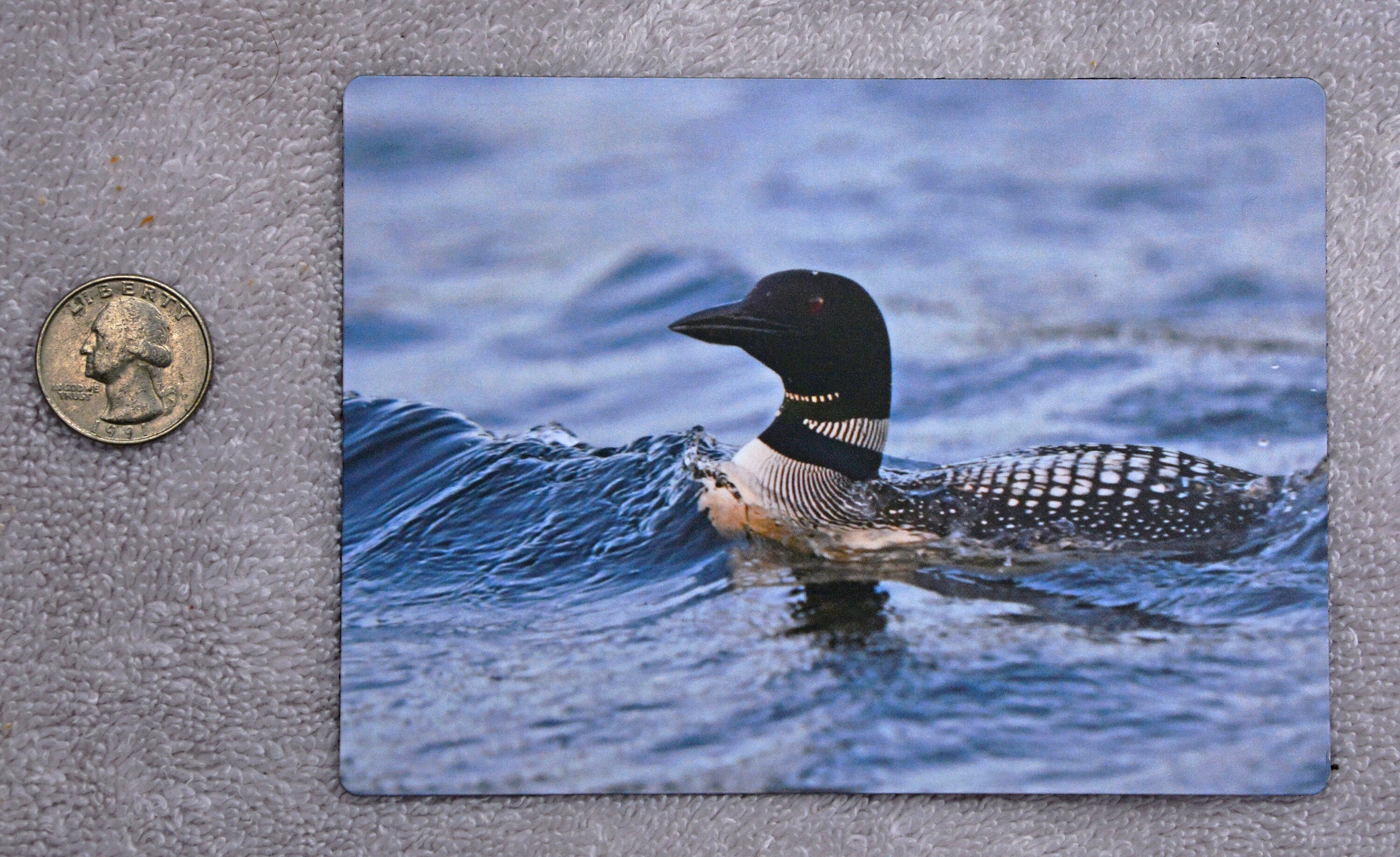 Adirondack Loon - Etsy