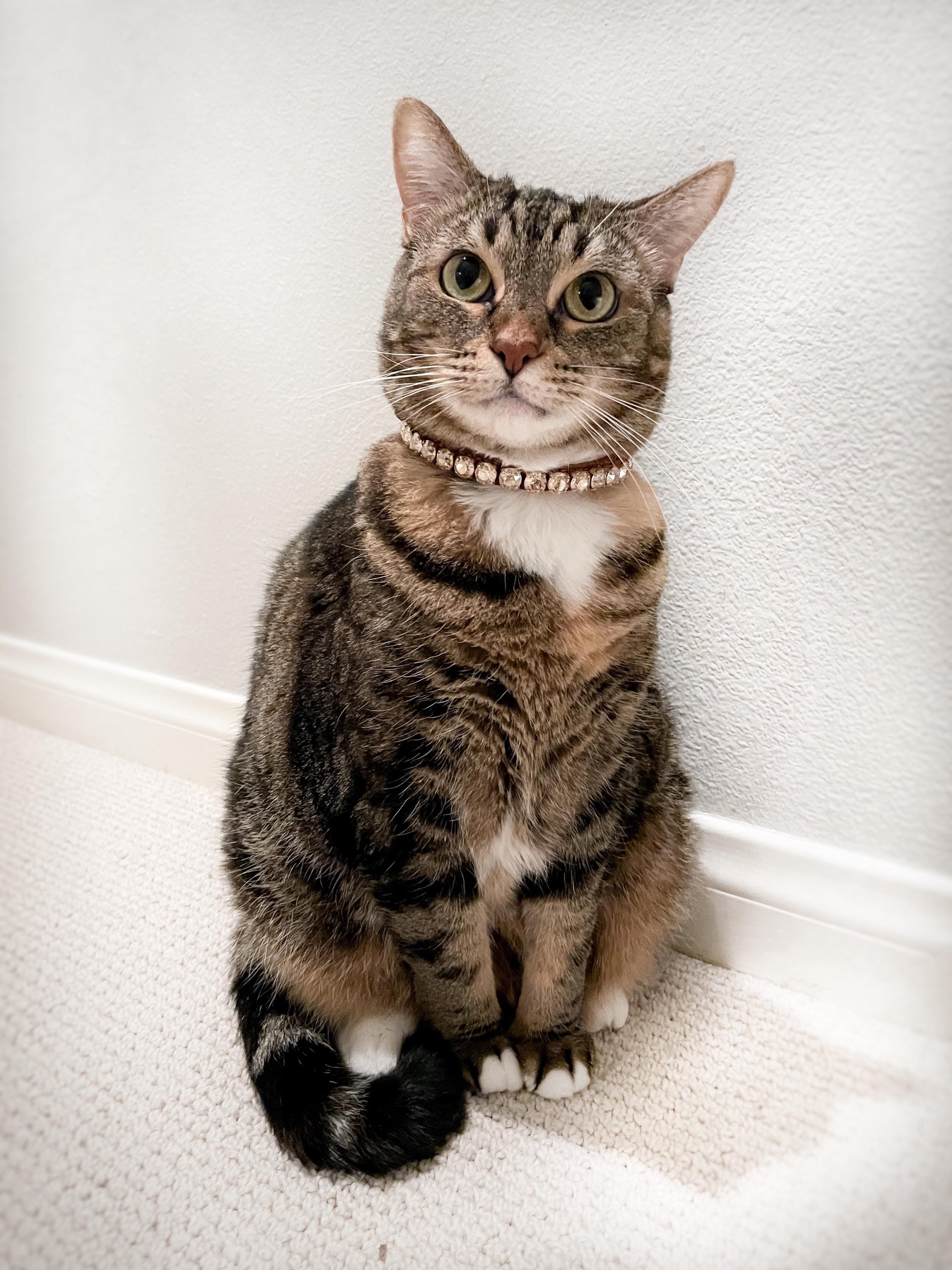 Dog/cat Jewelry, Bling Collar, Gem Collar, Austrian Crystals, Collar ...