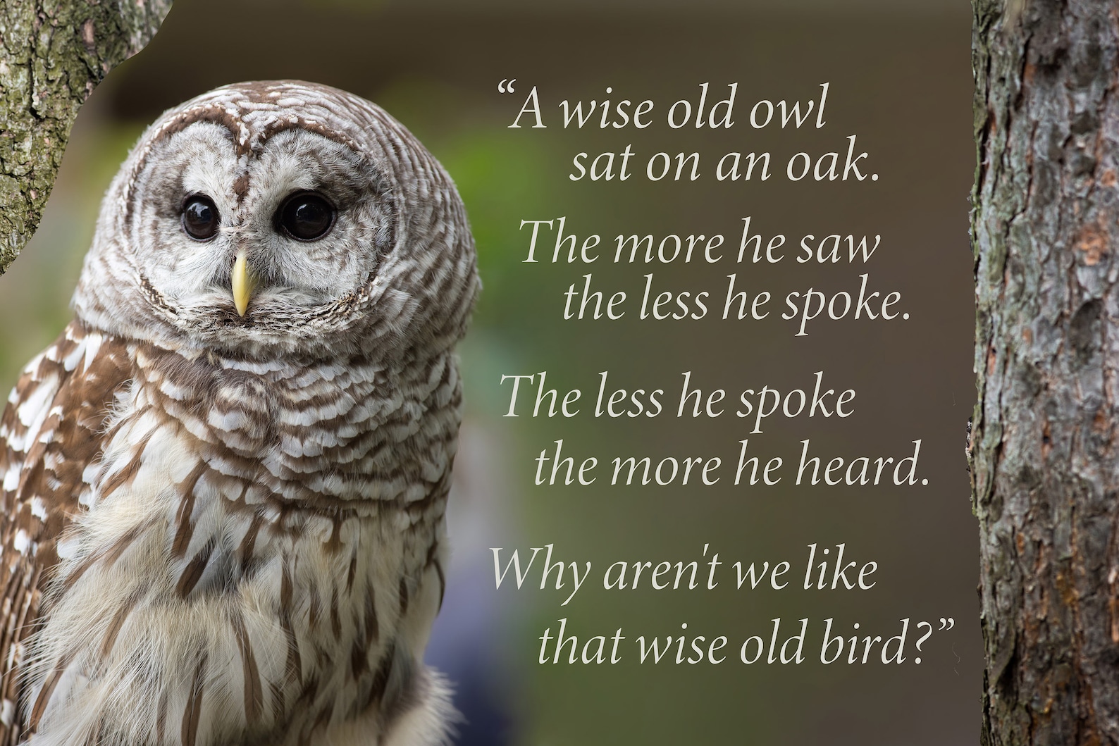 Wise Owl Quote Art Print: Oak Tree, Nature Wall Decor (digital Download ...