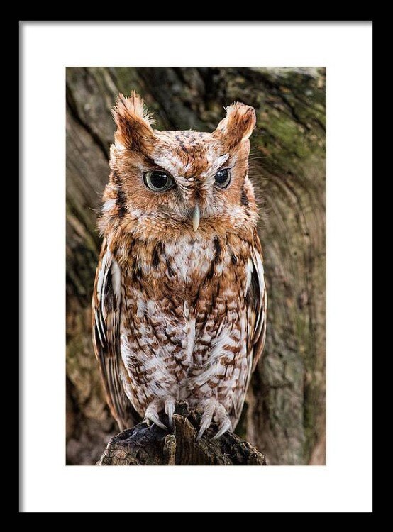 Printable Eastern Screech Owl, Wildlife Wall Décor Instant Download ...