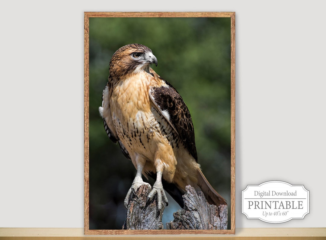 Red Tailed Hawk Download, Red Tailed Hawk Printable Wall Décor, Hawk ...