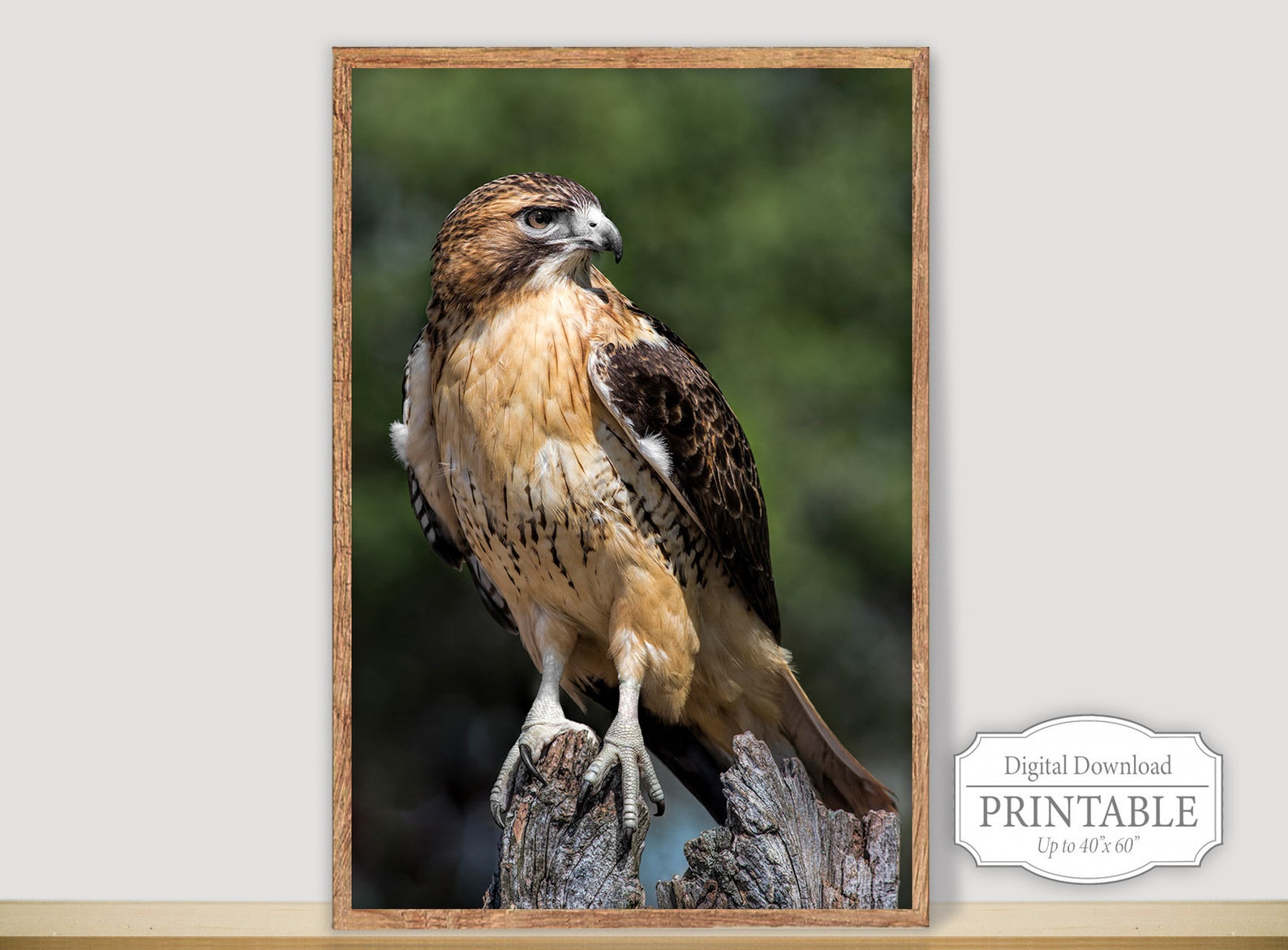 Red Tailed Hawk Download, Red Tailed Hawk Printable Wall Décor, Hawk ...