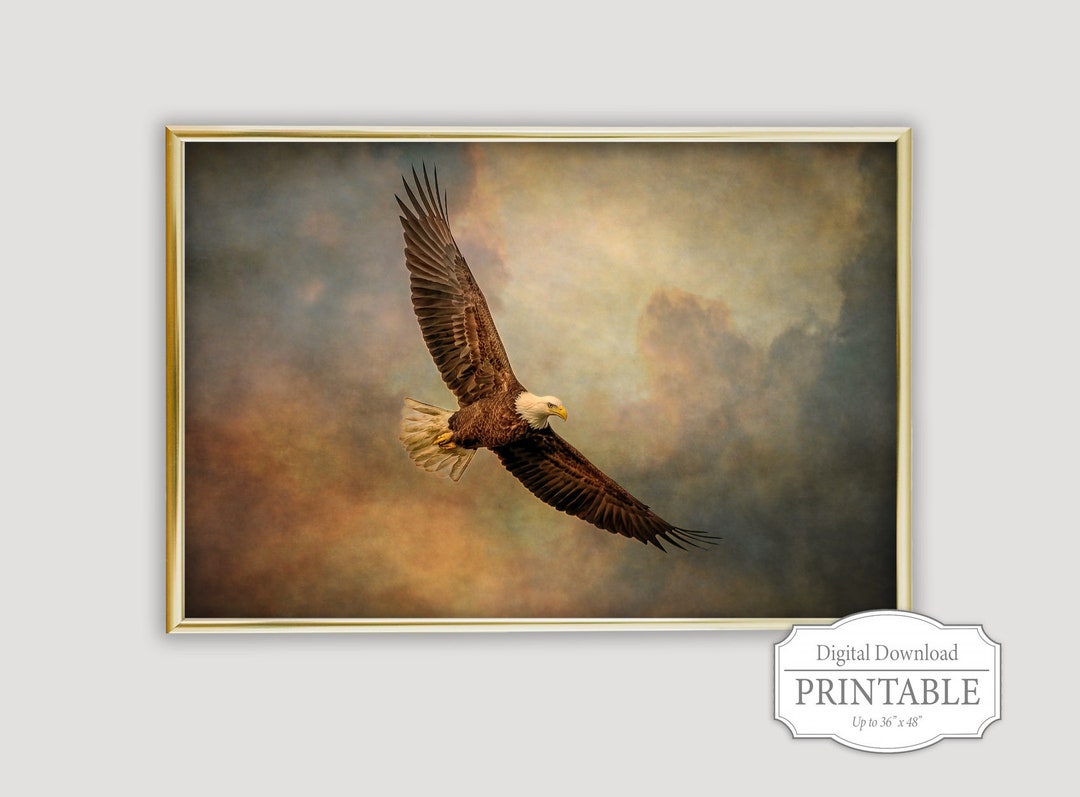 Bald Eagle Digital Download, Bald Eagle in Flight Photo Art, Bald Eagle ...