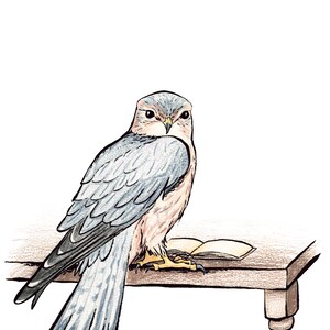 Merlin Bird Print, 9x12 Print of Original Art, Bird Print, Wall Decor ...